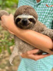 Abhängen, schlafen und fressen – Energiesparen auf Faultierart – Direkt ...